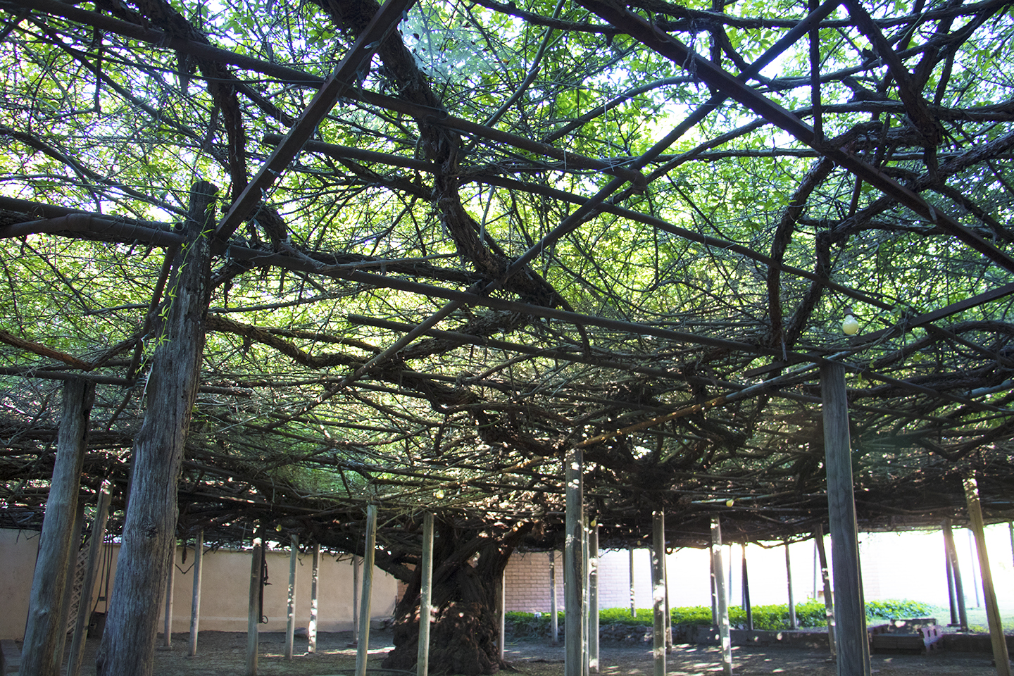 World’s largest rose tree can be yours for $1.6M