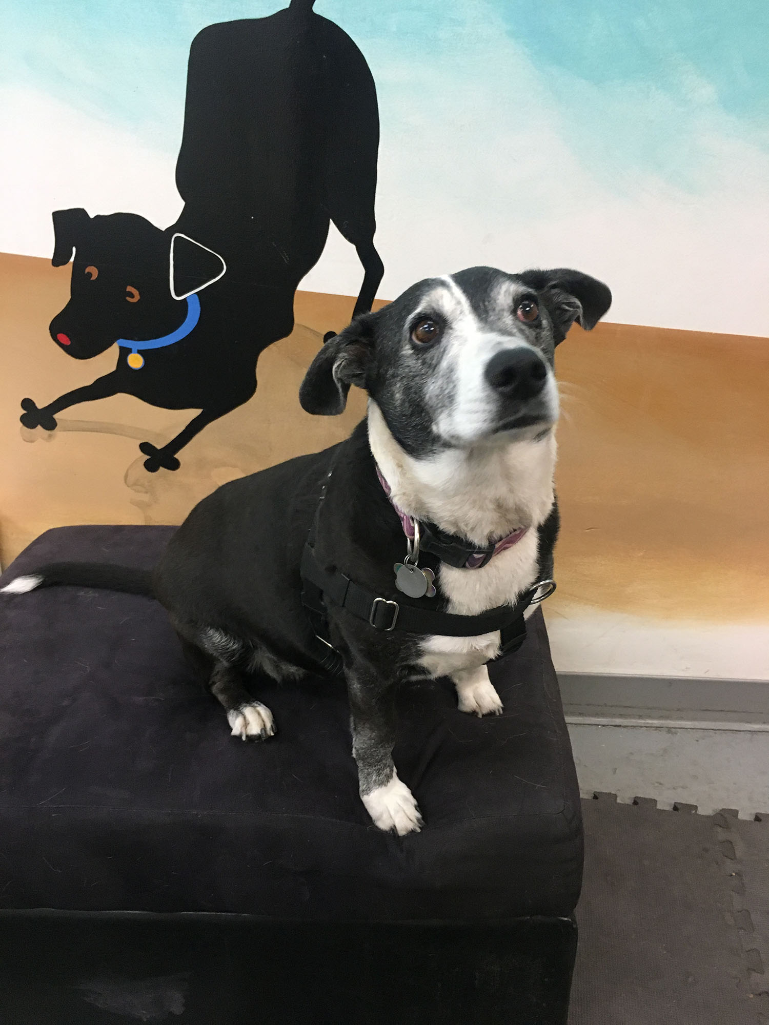 Fraud dogs are taking the streets