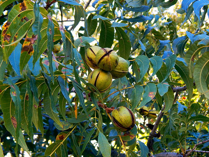 Boosting the pecanomy: Arizona pecan production peaks